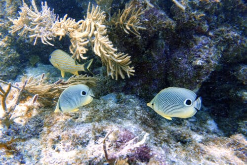 The Only Honeymoon Guide to Bermuda You’ll Ever Need!