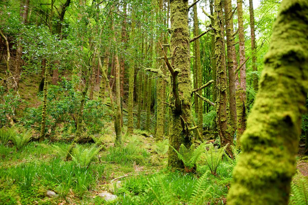 Killarney Travel Guide: Lakes, Mountains, and Historic Highlights