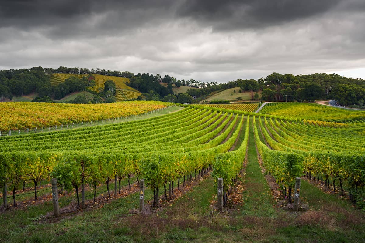 6 Best Winery Tours from Adelaide for 2026