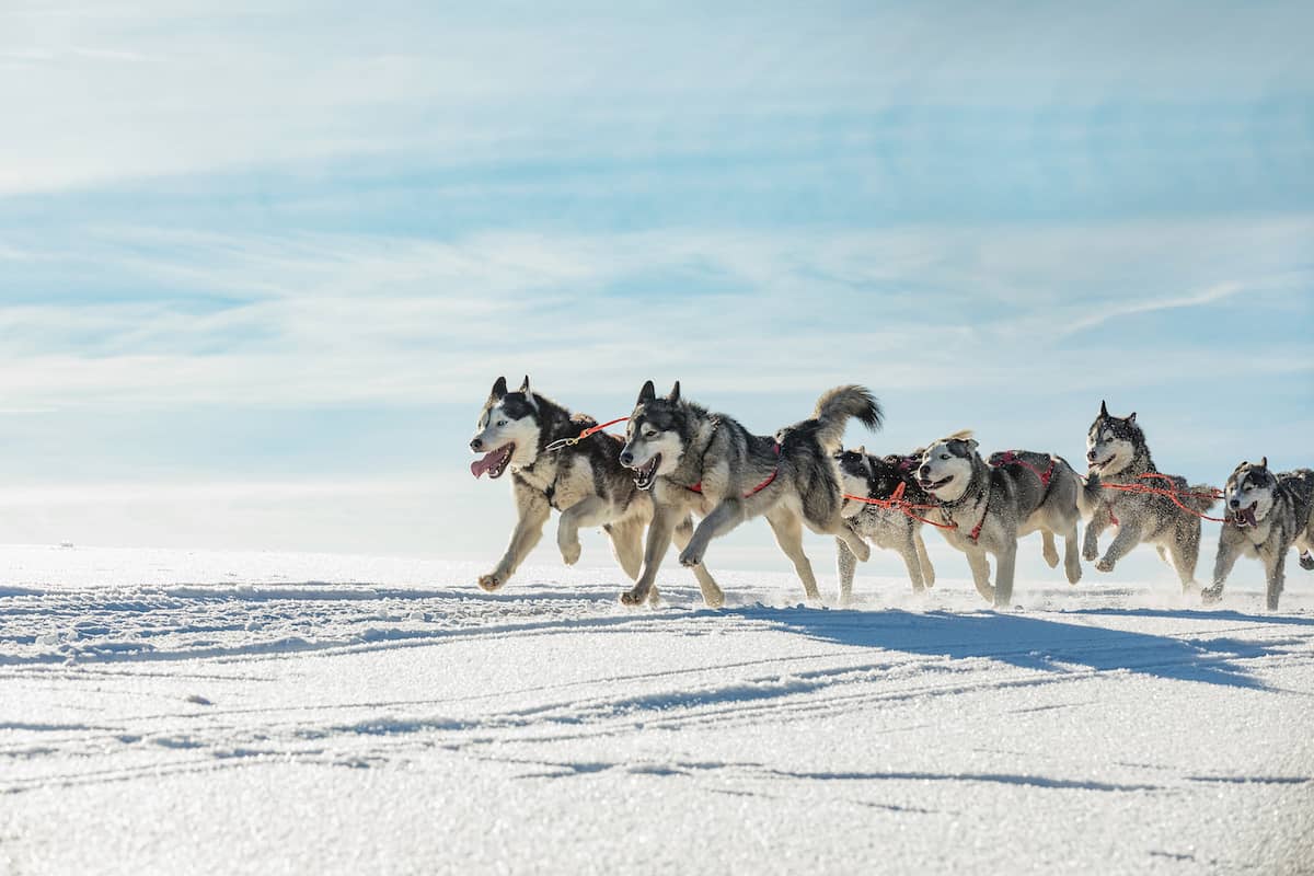 8 of the Best Husky Safari Tours in Rovaniemi for 2025