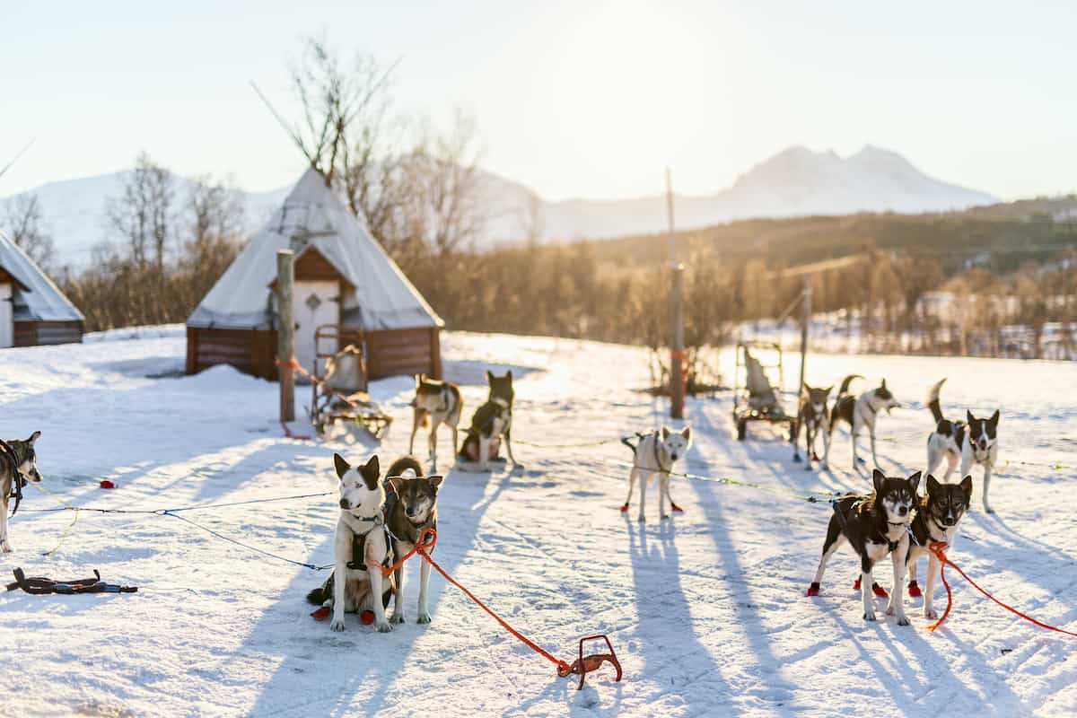 8 of the Best Husky Safari Tours in Rovaniemi for 2026