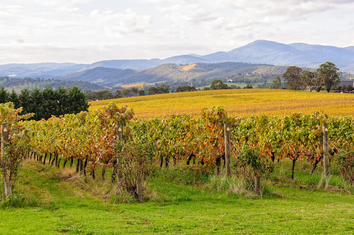 8 TOP Yarra Valley Tours from Melbourne for 2026