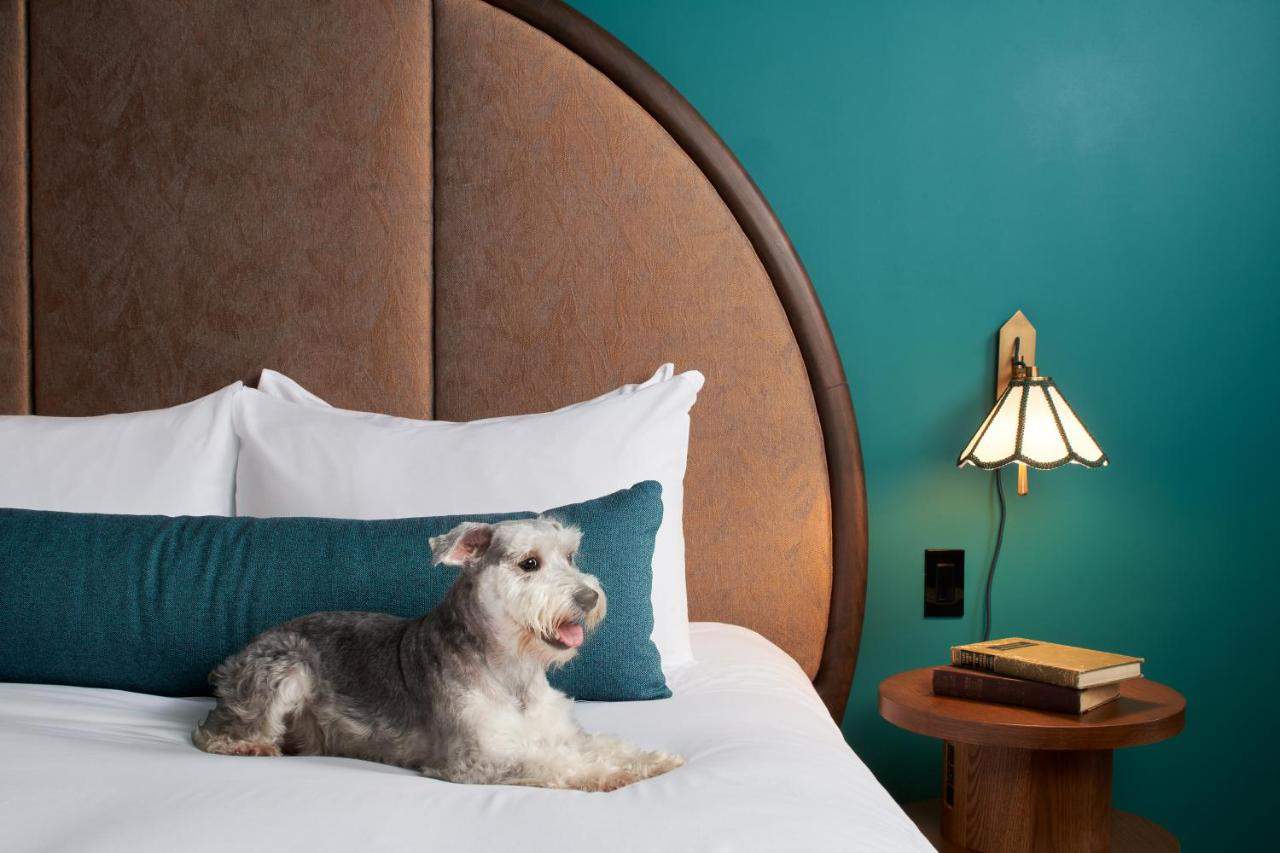 The Best Dog-Friendly Hotels in Miami - A Pet Owner's Guide
