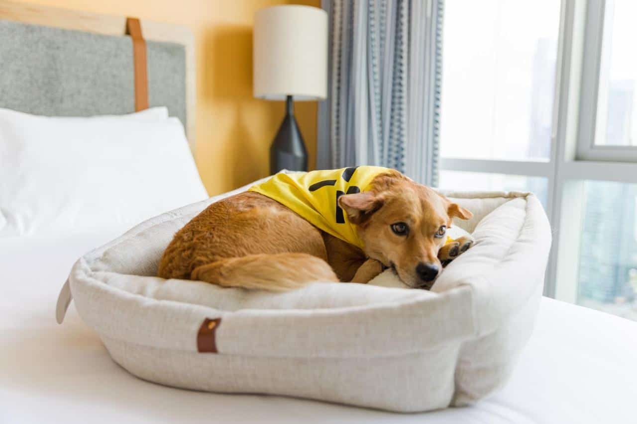 The Best Dog-Friendly Hotels in Miami - A Pet Owner's Guide