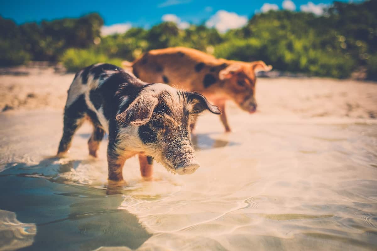 Best Swim with Pigs Tours in Bahamas: An Unforgettable Adventure