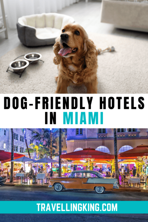 The Best Dog-Friendly Hotels in Miami - A Pet Owner's Guide